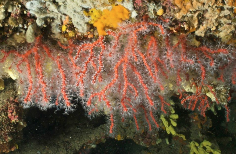 Coral - Coral and Cameo